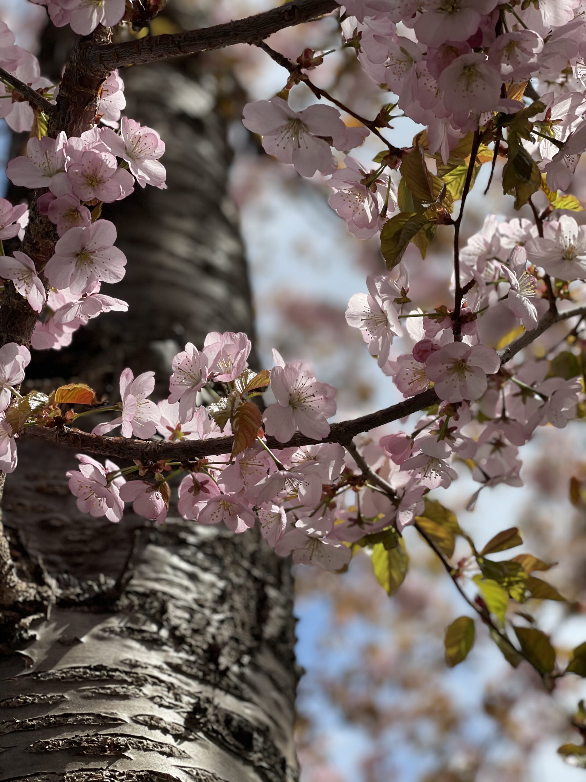 5月スタートです！ – brace studio